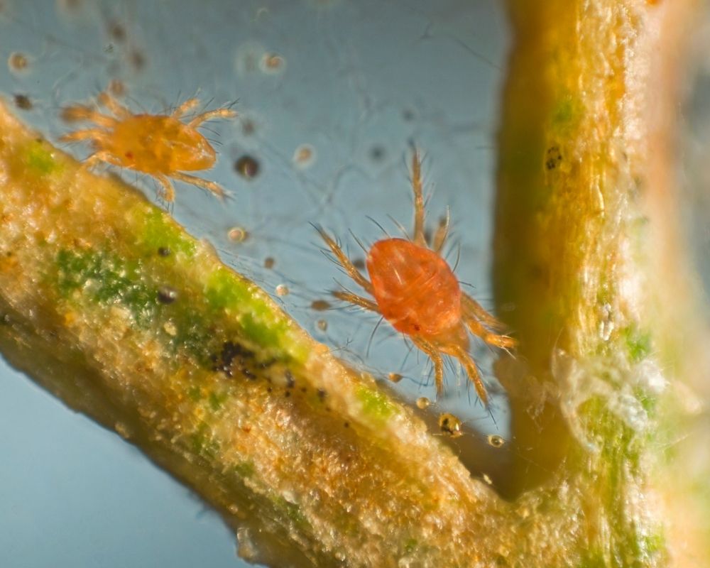 Phytoseiulus-Raubmilben - Natürliche Schädlingsbekämpfung von Spinnmil ...